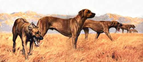 Rhodesian Ridgeback MUVHIMI SHUMBA: HISTORIA del RHODESIAN RIDGEBACK ...